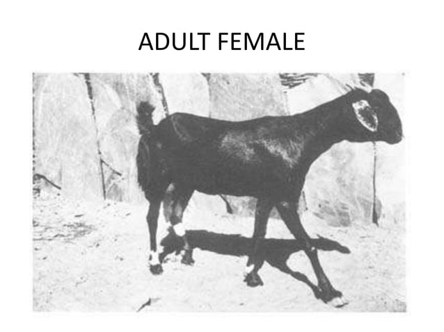 Goat breeds of india history, development and classification | PPTX