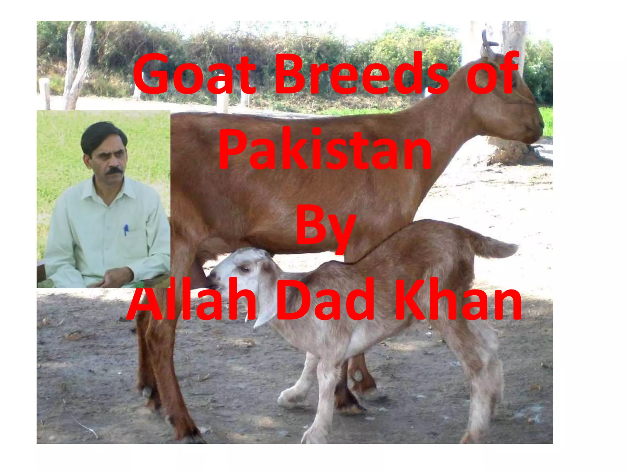 Goat breeds of pakistan By Allah Dad Khan | PPTX