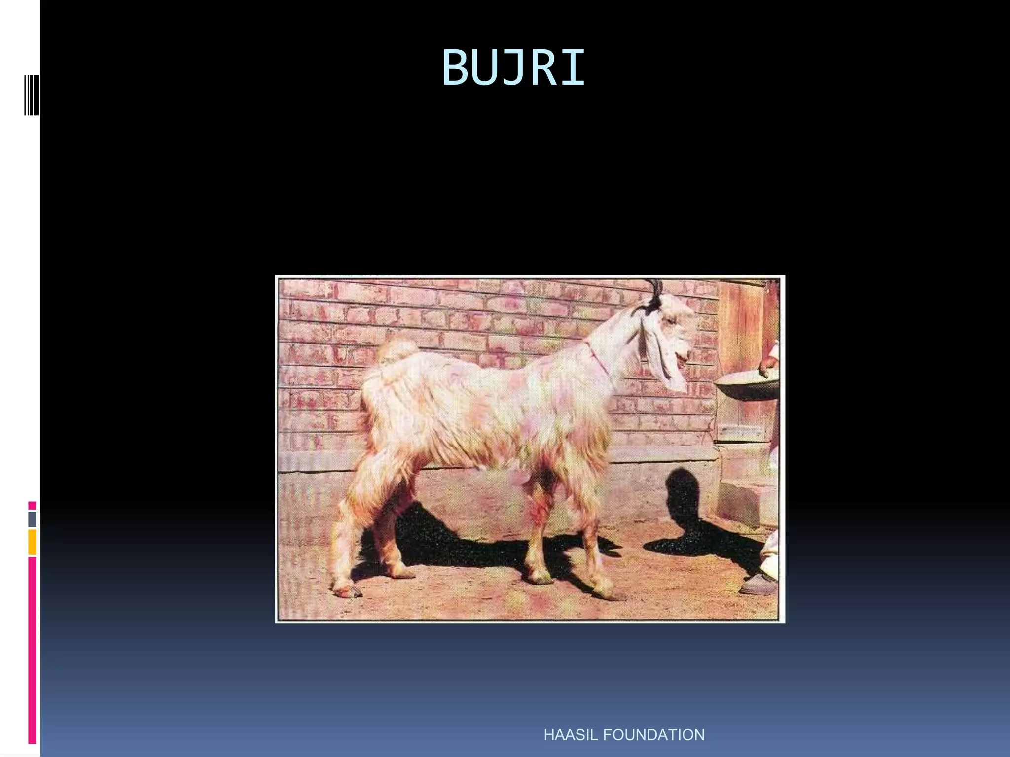 Goat breeds Pak.ppt