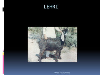 Goat breeds Pak.ppt