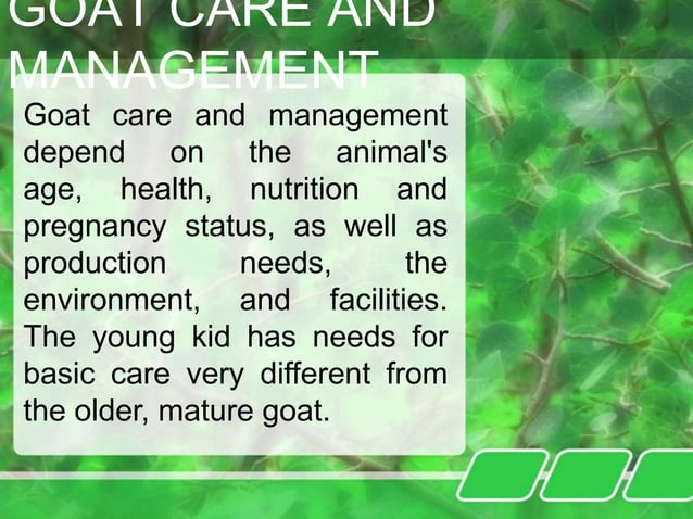 Goat Care And Management Irshad | PPTX