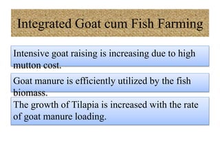 Goat cum fish farming | PPTX