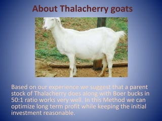 Goat farm | PPSX