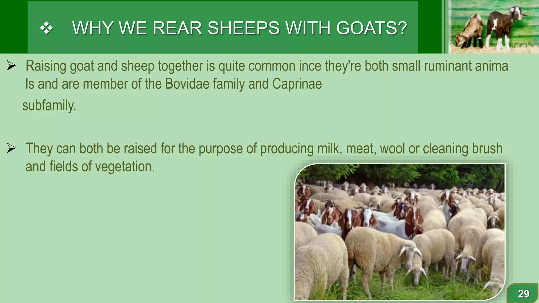 GOAT FARMIG final ppt.pptx