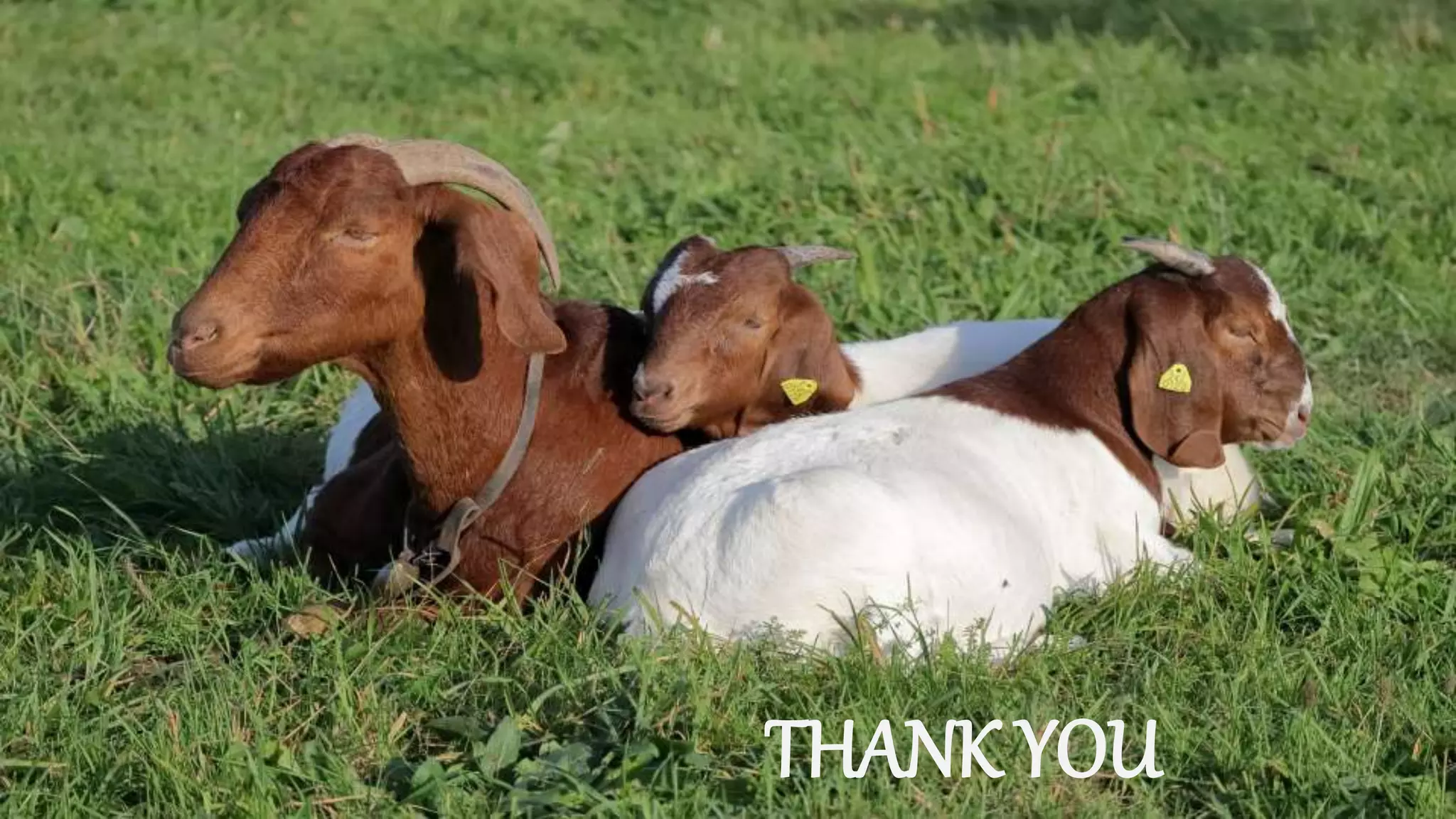 GOAT FARMIG final ppt.pptx