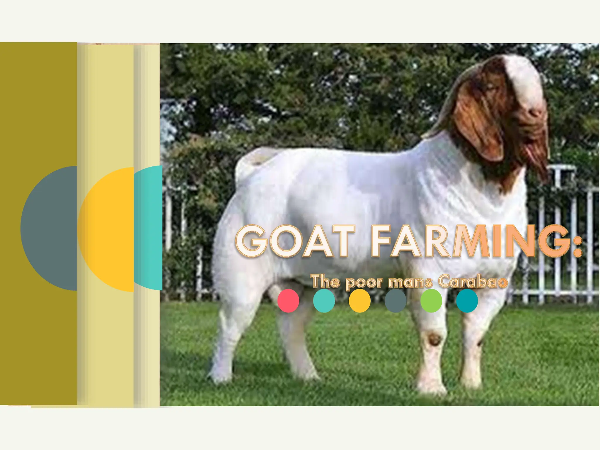 Raise organic small ruminants. Goat sheep | PPTX