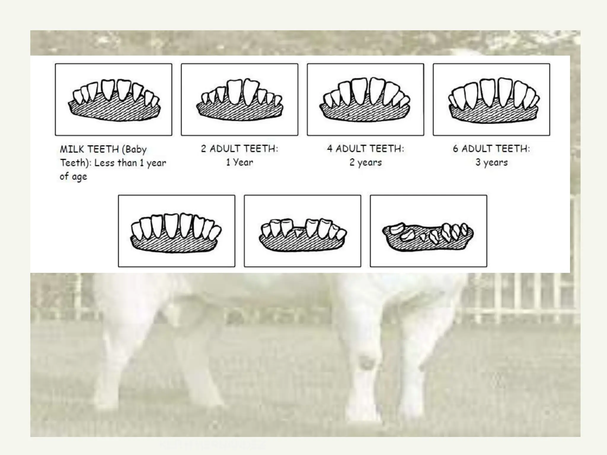 Raise organic small ruminants. Goat sheep | PPTX