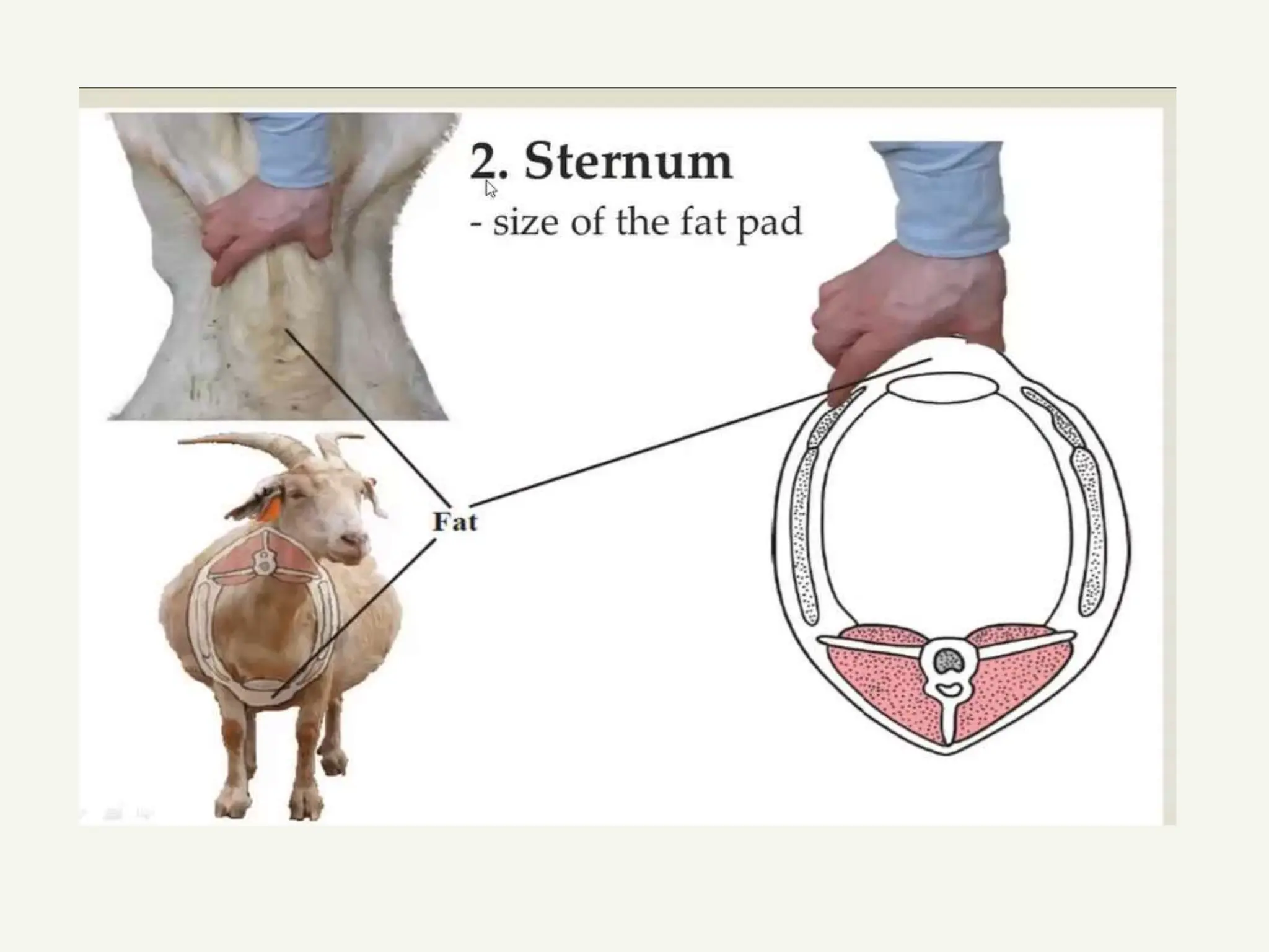Raise organic small ruminants. Goat sheep | PPTX