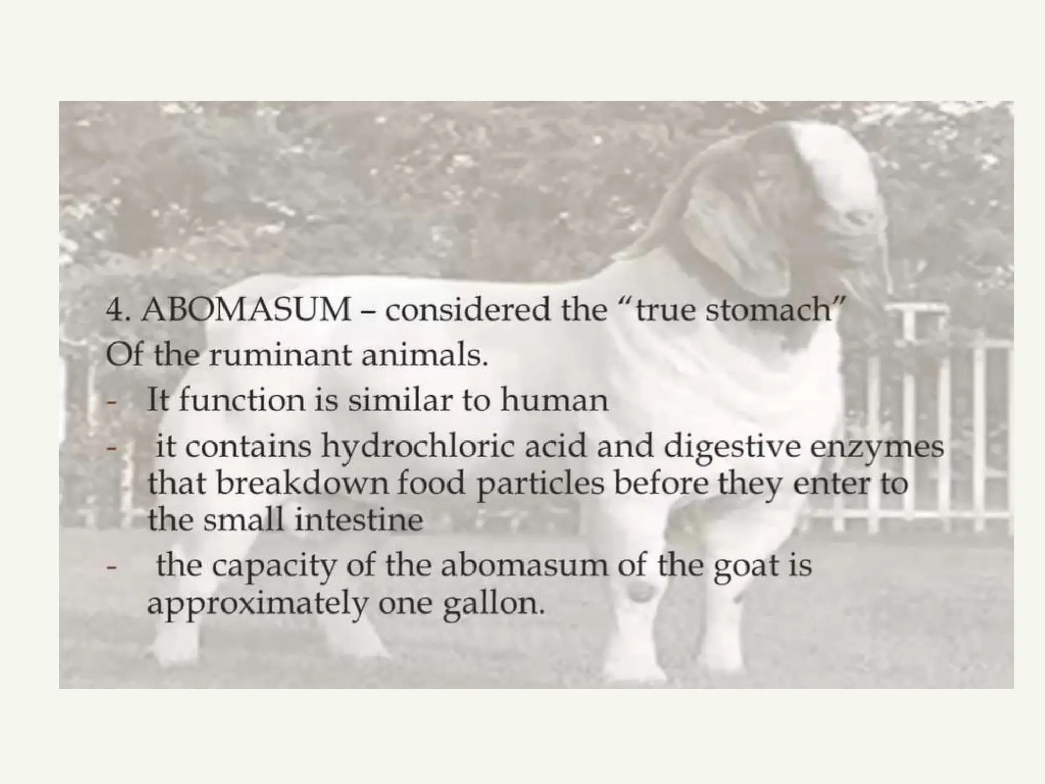 Raise organic small ruminants. Goat sheep | PPTX