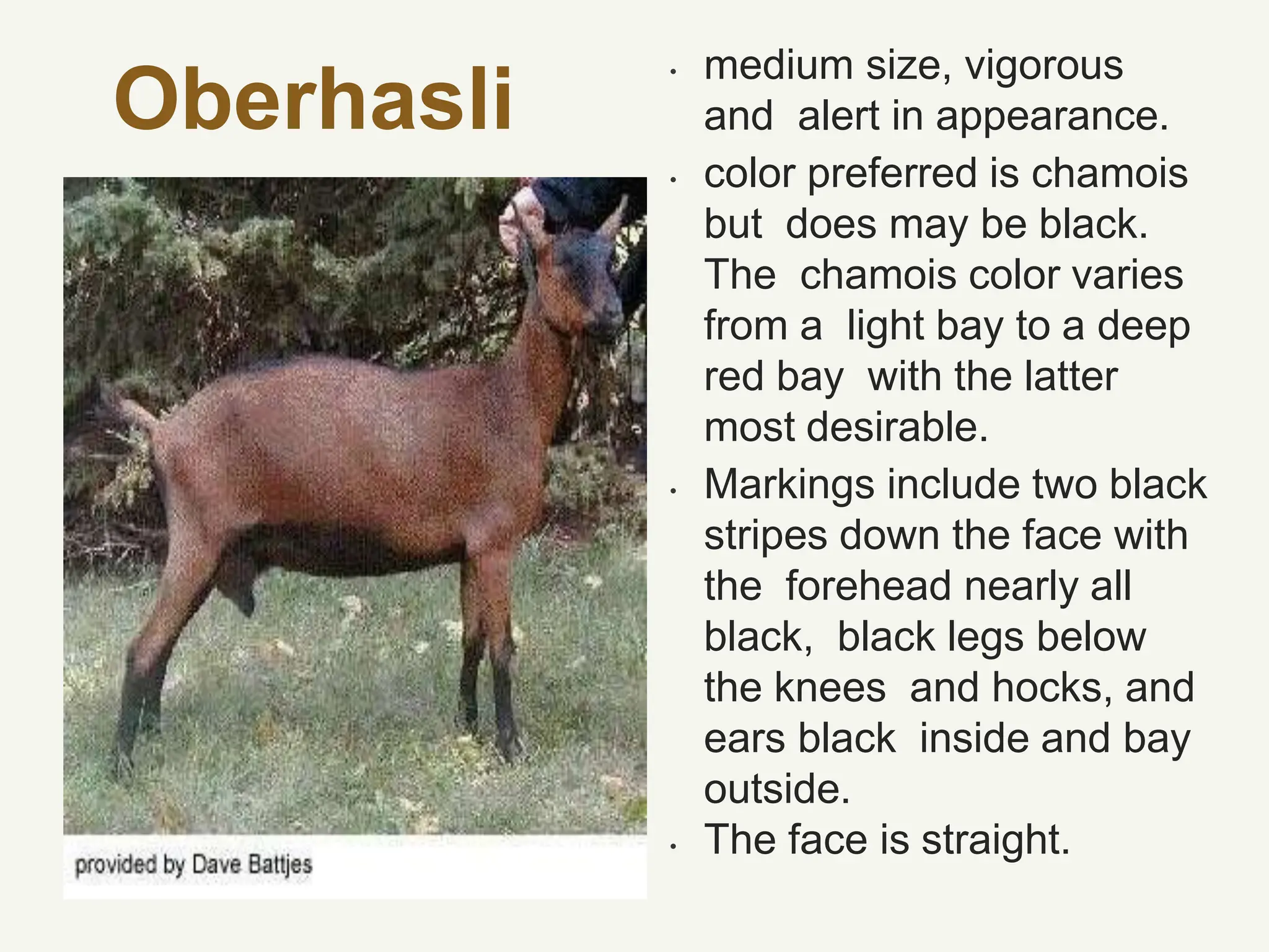 Raise organic small ruminants. Goat sheep | PPTX