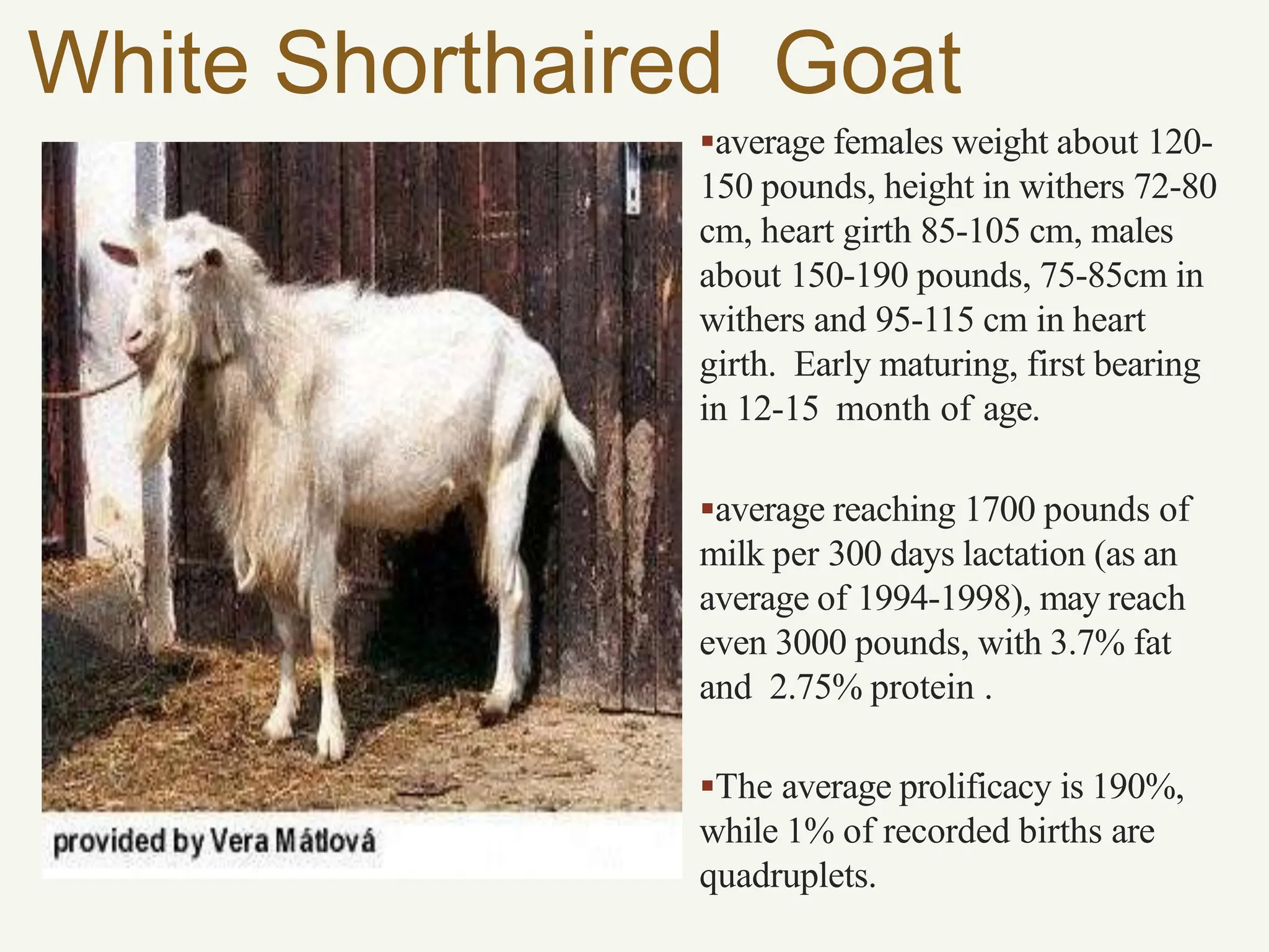 Raise organic small ruminants. Goat sheep | PPTX