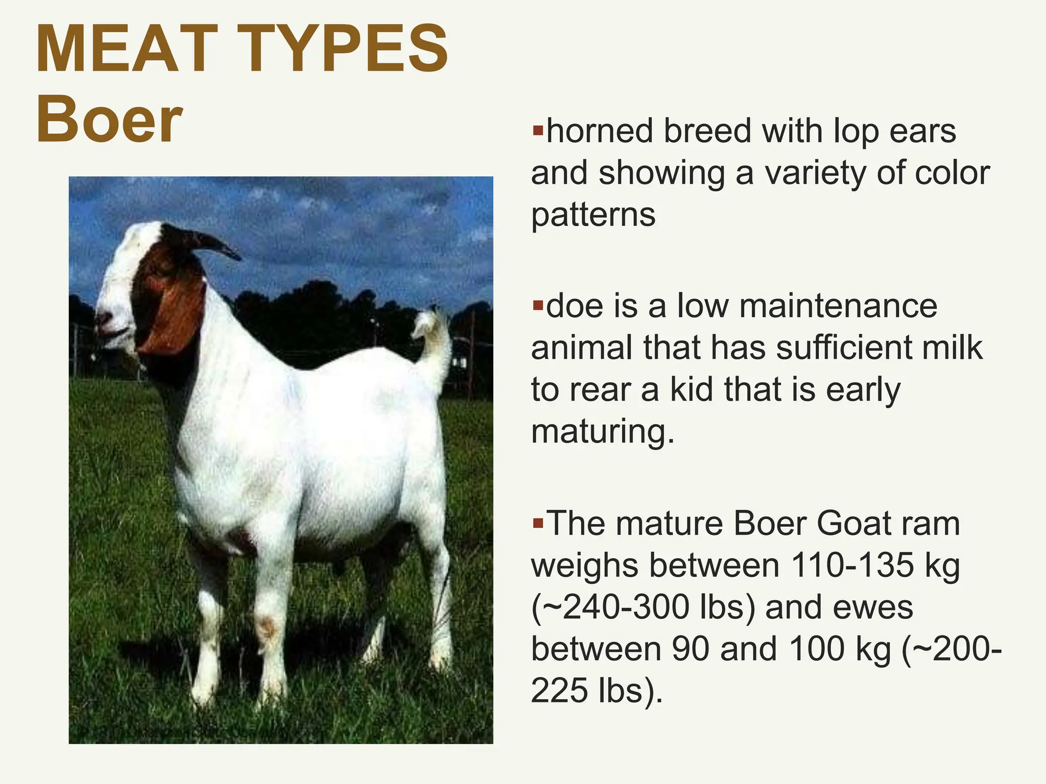 Raise organic small ruminants. Goat sheep | PPTX | Large Animals | Pets