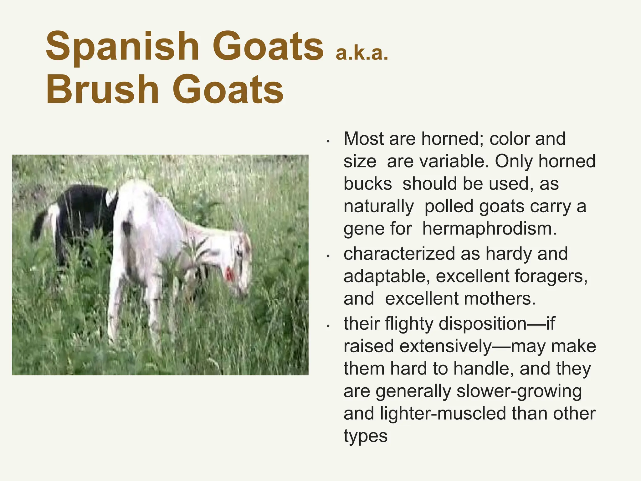 Raise organic small ruminants. Goat sheep | PPTX