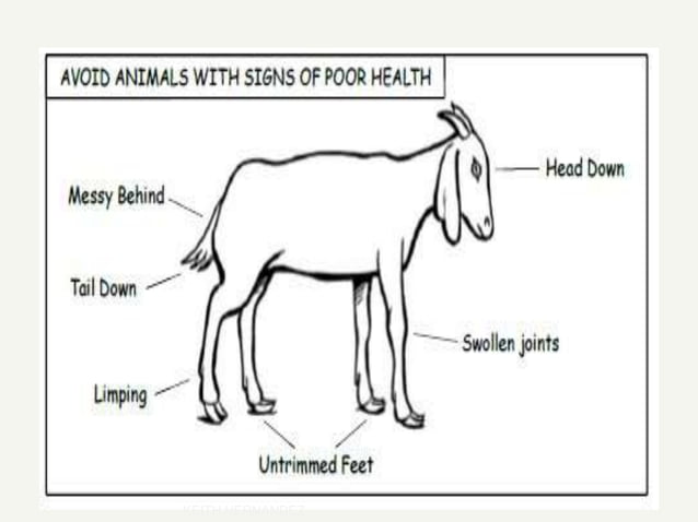 Raise organic small ruminants. Goat sheep | PPTX | Large Animals | Pets