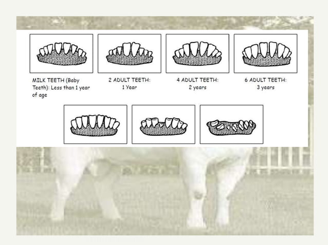 Raise organic small ruminants. Goat sheep | PPTX | Large Animals | Pets