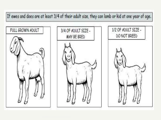 Raise organic small ruminants. Goat sheep | PPTX | Large Animals | Pets