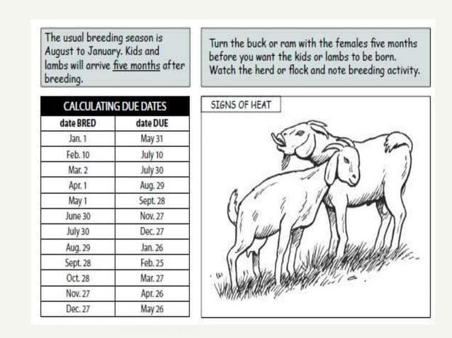 Raise organic small ruminants. Goat sheep | PPTX | Large Animals | Pets
