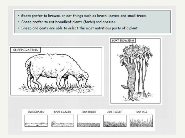 Raise organic small ruminants. Goat sheep | PPTX | Large Animals | Pets