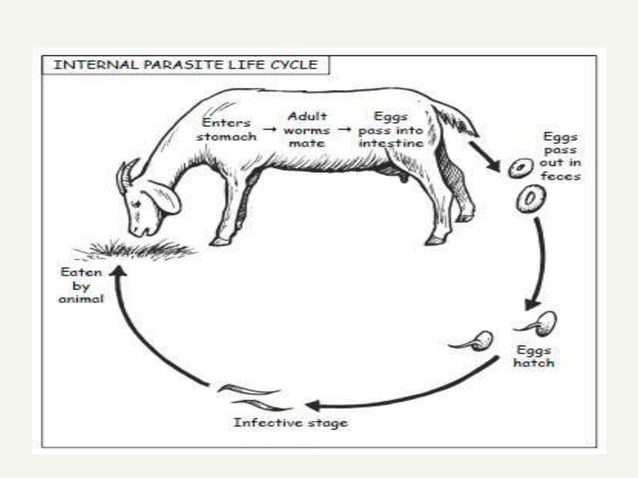 Raise organic small ruminants. Goat sheep | PPTX | Large Animals | Pets