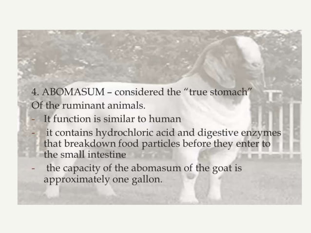 Raise organic small ruminants. Goat sheep | PPTX | Large Animals | Pets