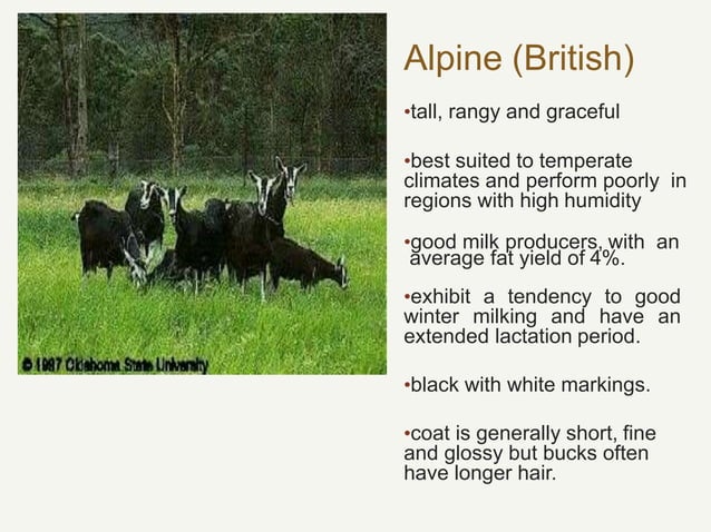 Raise organic small ruminants. Goat sheep | PPTX | Large Animals | Pets