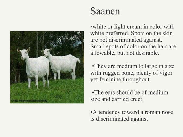 Raise organic small ruminants. Goat sheep | PPTX | Large Animals | Pets