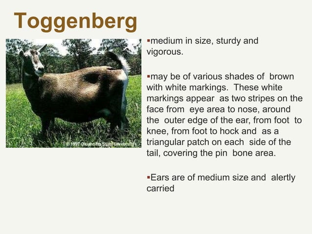 Raise organic small ruminants. Goat sheep | PPTX | Large Animals | Pets