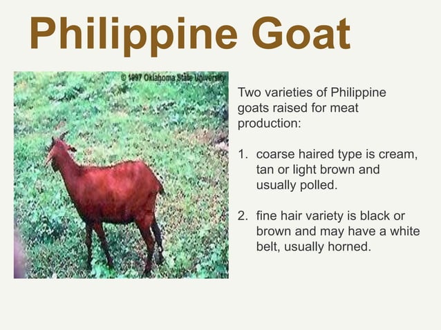 Raise organic small ruminants. Goat sheep | PPTX | Large Animals | Pets