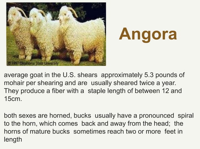 Raise organic small ruminants. Goat sheep | PPTX | Large Animals | Pets