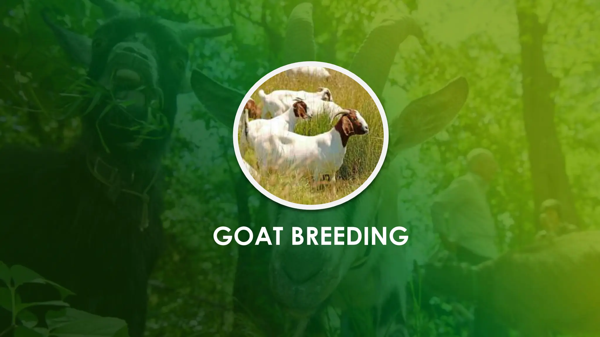 Goat Farming - Kenya.pptx