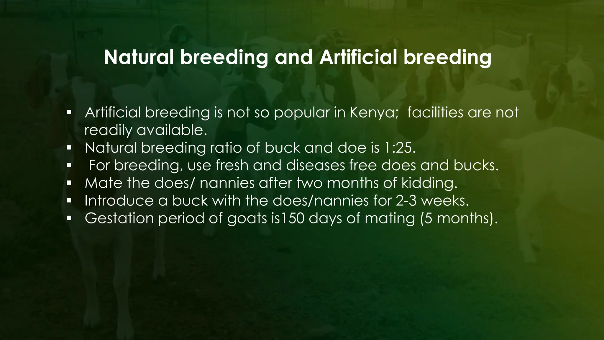 Goat Farming - Kenya.pptx