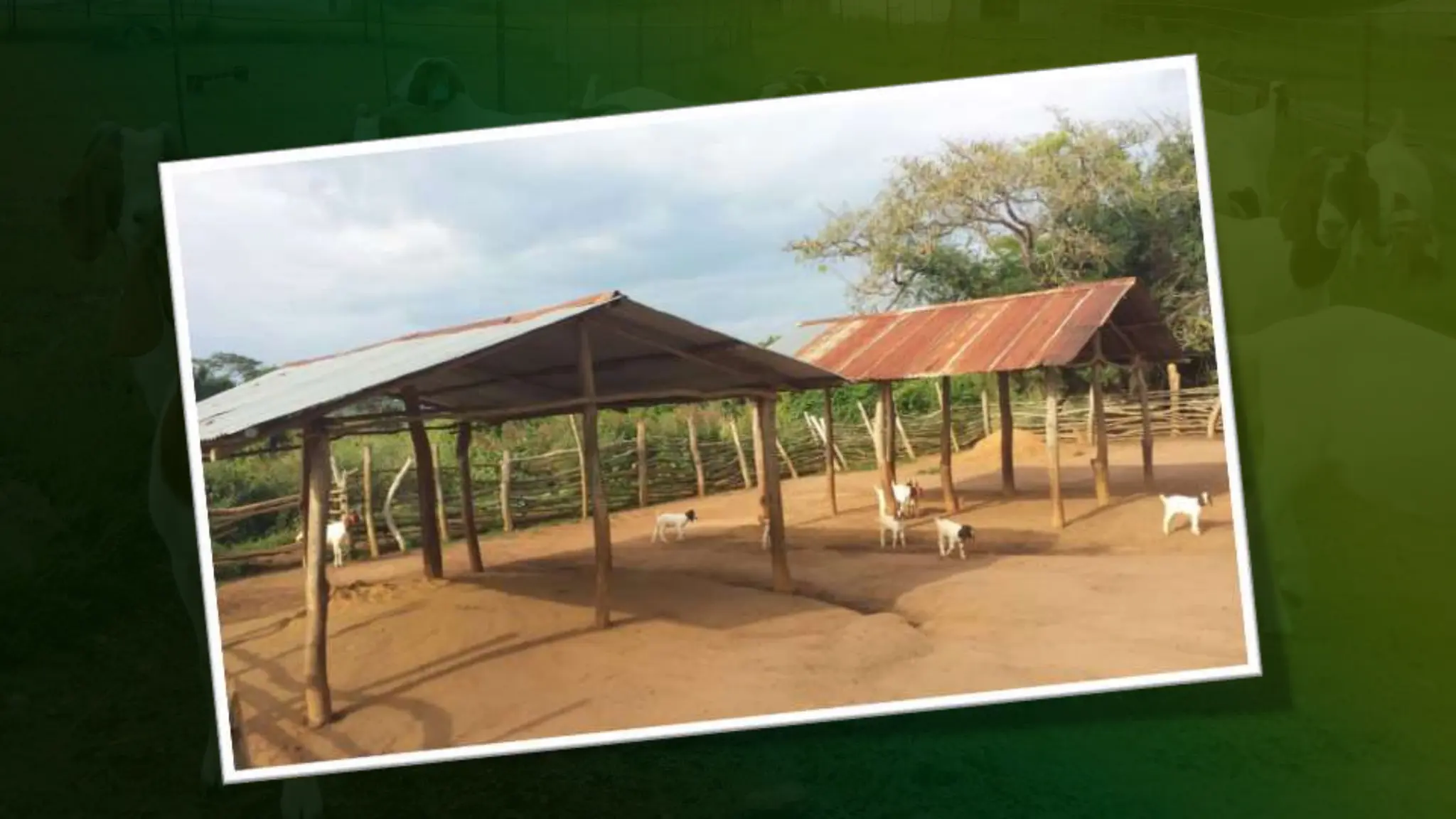 Goat Farming - Kenya.pptx