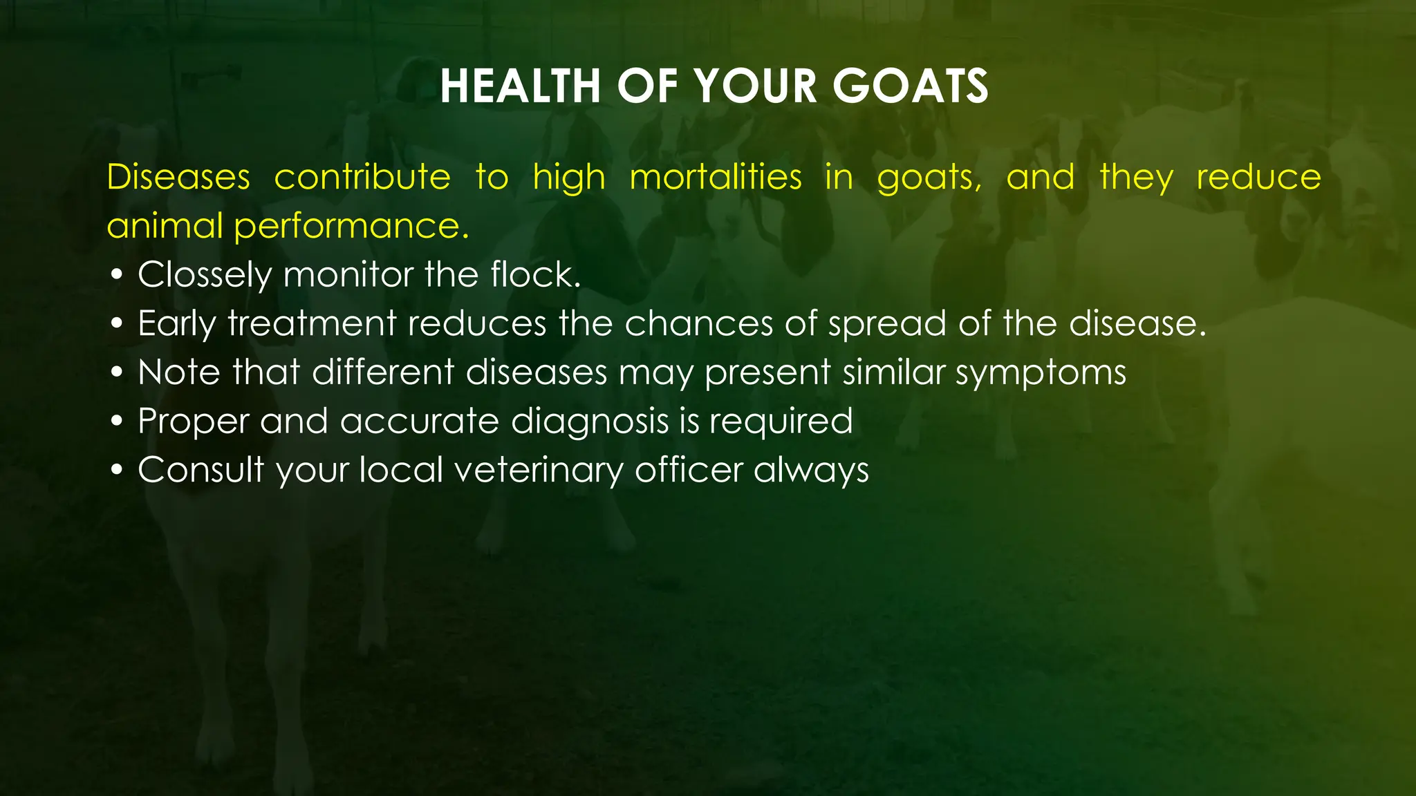 Goat Farming - Kenya.pptx