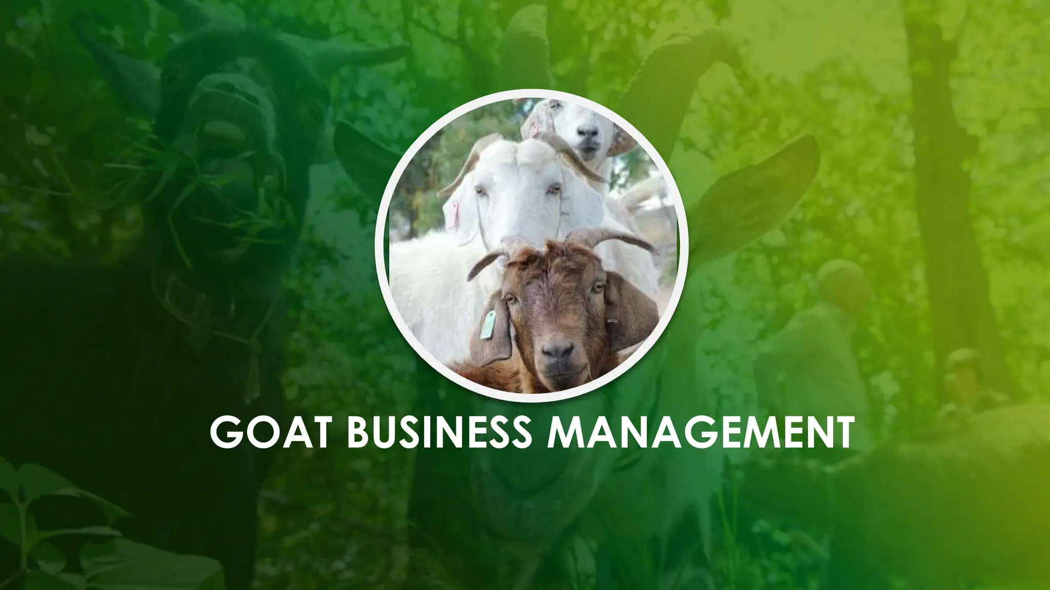 Goat Farming - Kenya.pptx
