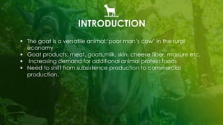 Goat Farming - Kenya.pptx
