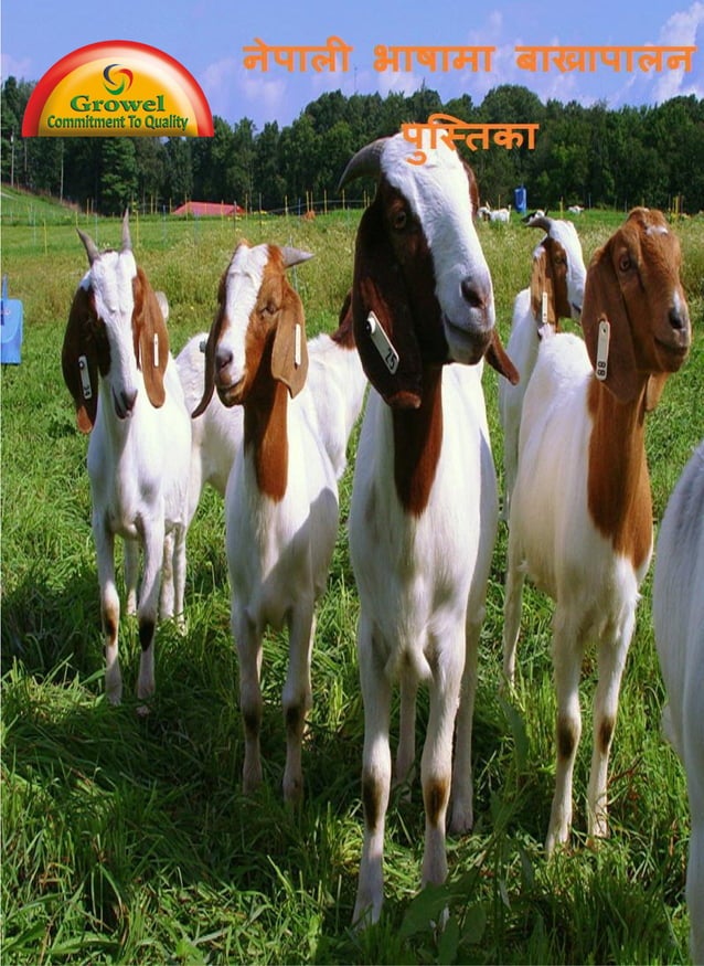 नेपाली भाषामा बाख्रापालन पुस्तिका | PDF | Programming Languages | Computing