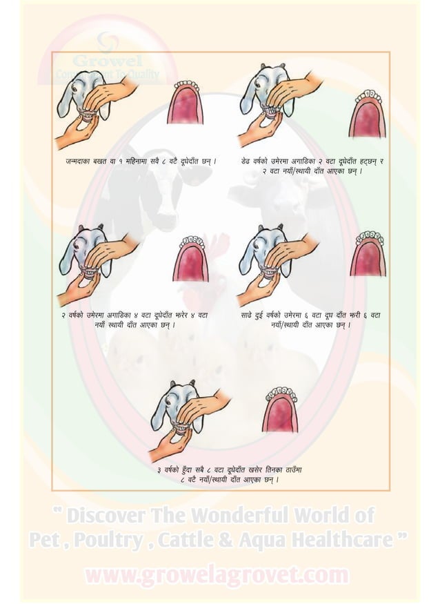 नेपाली भाषामा बाख्रापालन पुस्तिका | PDF | Programming Languages | Computing