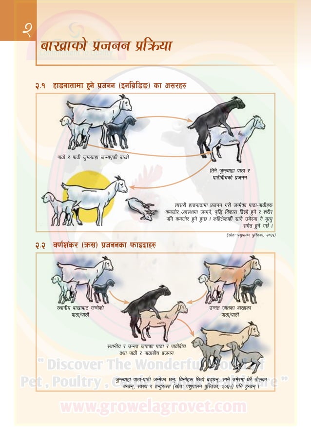 नेपाली भाषामा बाख्रापालन पुस्तिका | PDF | Programming Languages | Computing