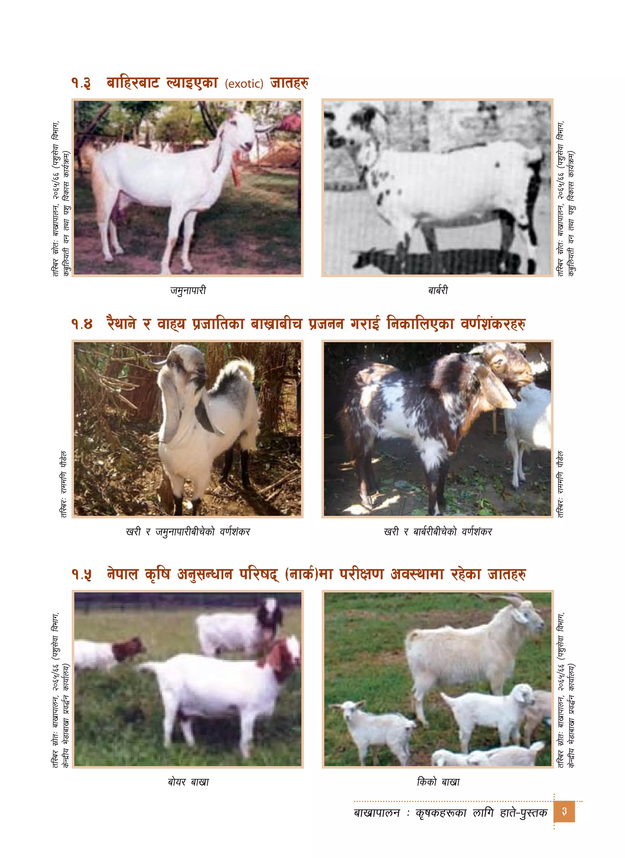 Goat Farming In Nepal | PDF