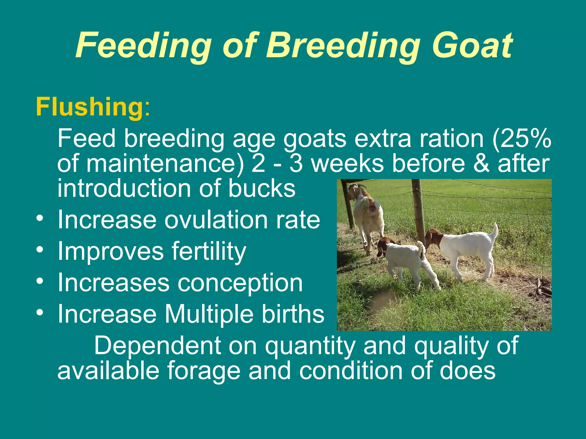 Goat feeding powerpoint pks | PPT