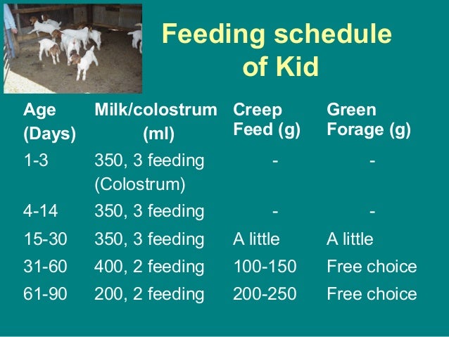 Goat feeding powerpoint pks