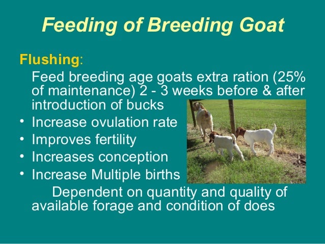 Goat feeding powerpoint pks