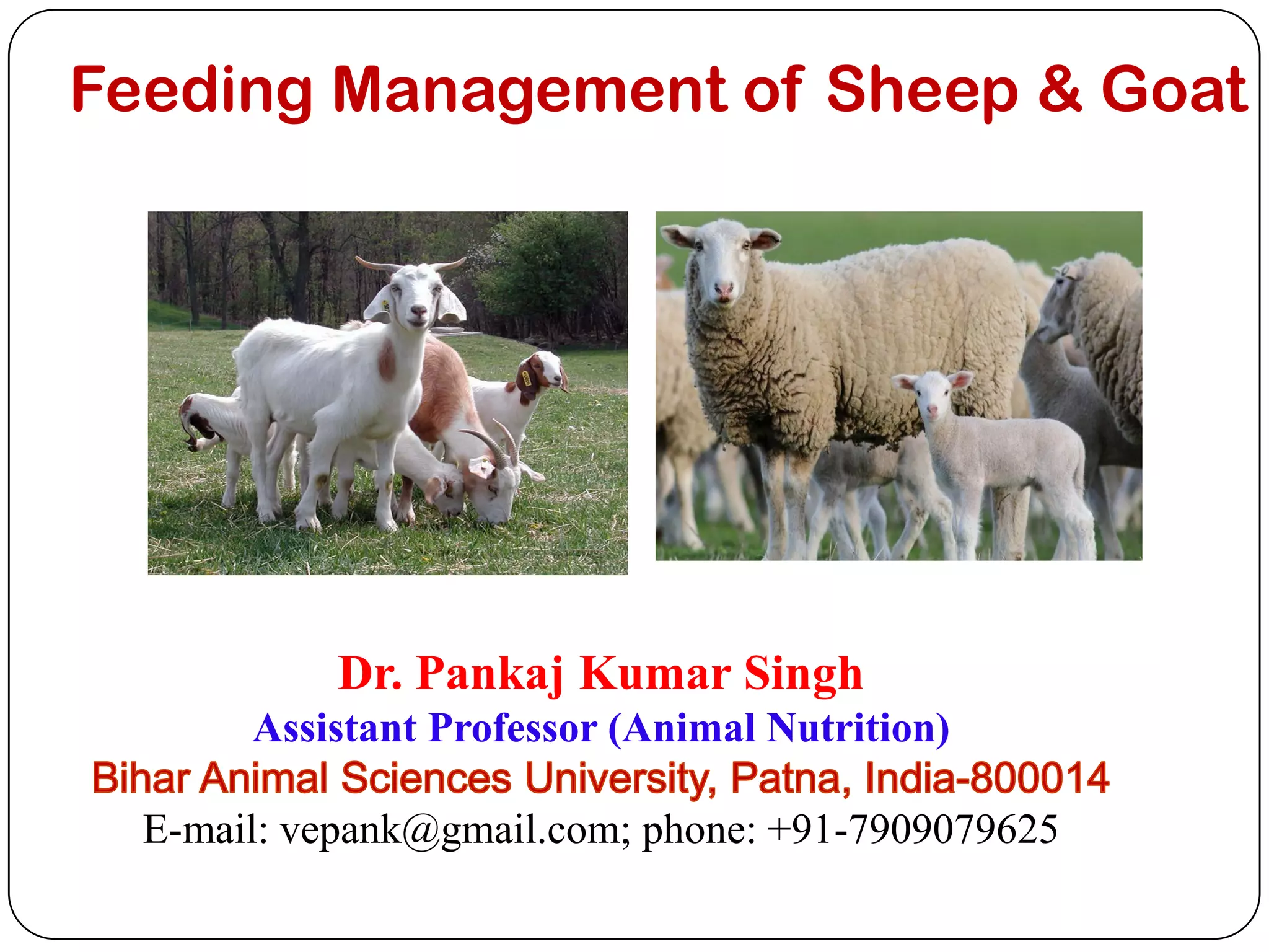 Goat and sheep feeding Dr. pankaj | PDF