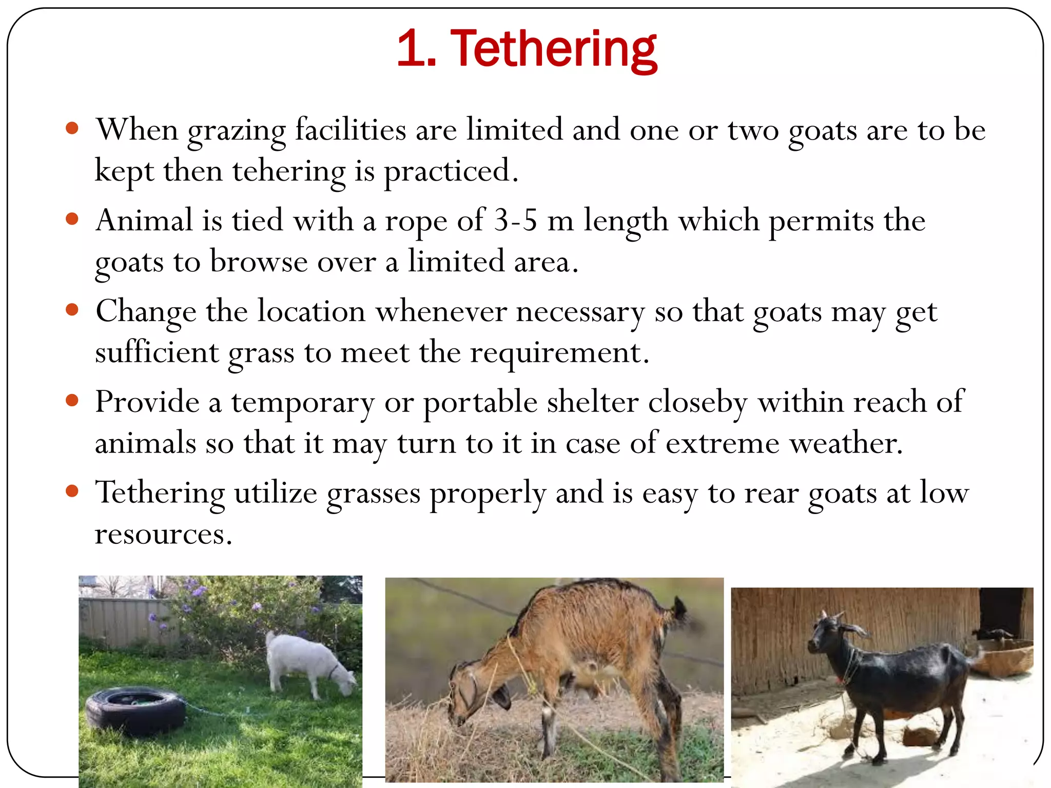 Goat and sheep feeding Dr. pankaj | PDF