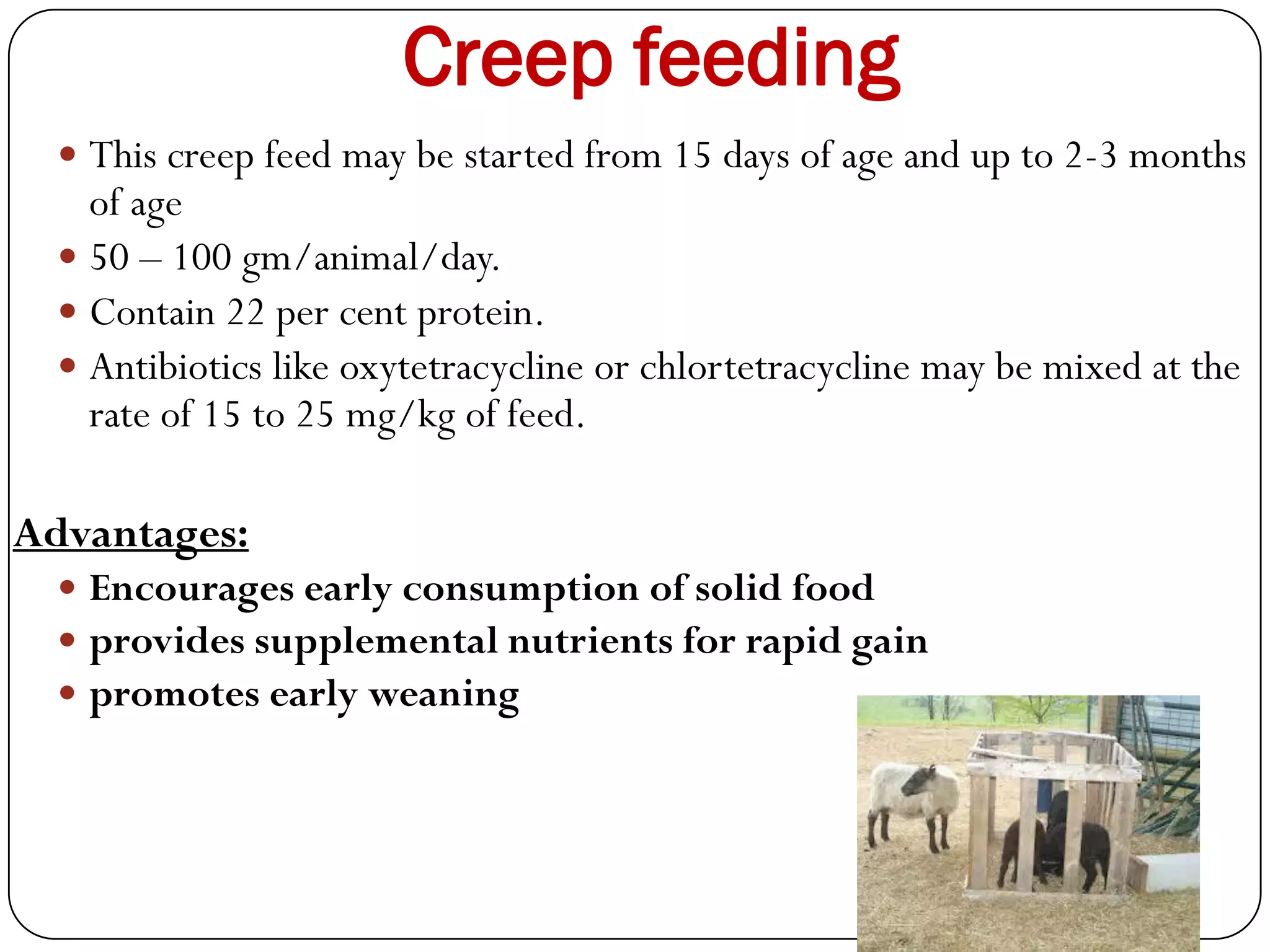 Goat and sheep feeding Dr. pankaj | PDF