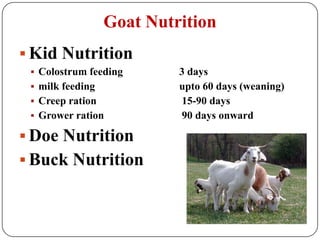 Goat and sheep feeding Dr. pankaj | PDF