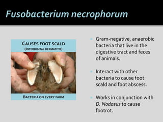 Goat hoof health and management | PPTX