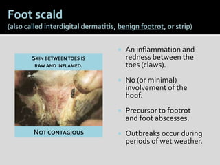 Goat hoof health and management | PPTX