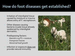 Goat hoof health and management | PPTX