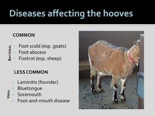 Goat hoof health and management | PPTX | Foot Health | Diseases and ...